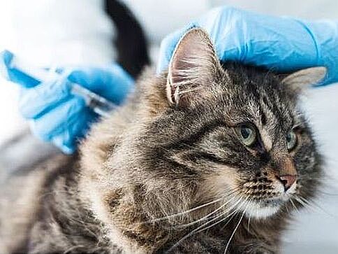 Boehringer Ingelheim übernimmt Schweizer Saiba Animal Health